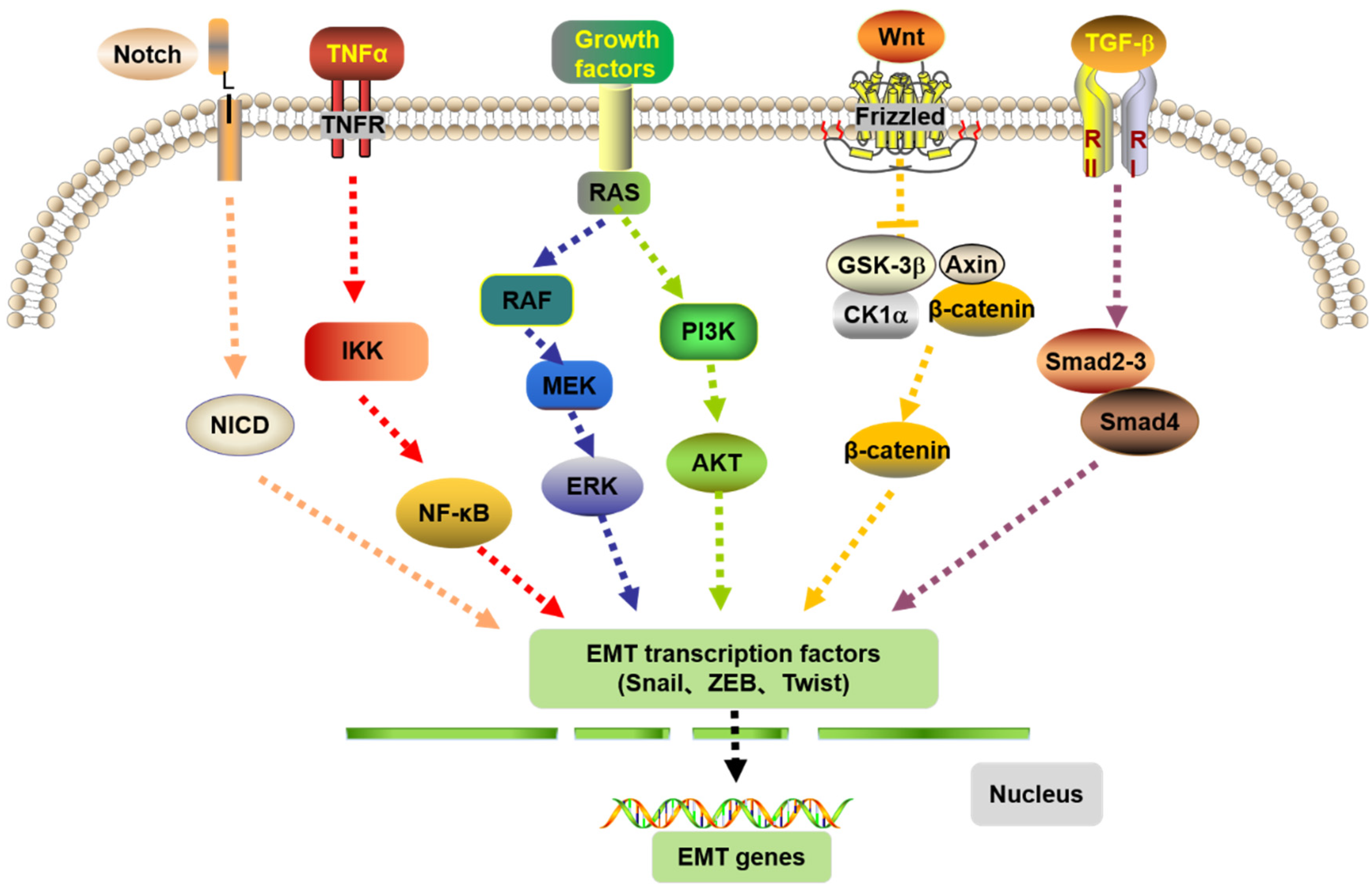 Current Progress of EMT: A New Direction of Targeted Therapy for ...