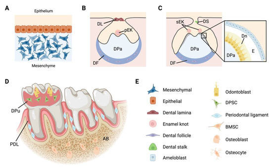 Primary Cilia: The New Face of Craniofacial Research