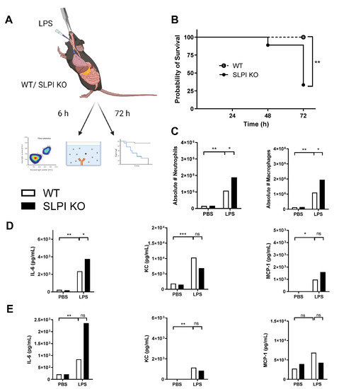 Secretory Leucoprotease Inhibitor (SLPI) Promotes Survival during Acute ...