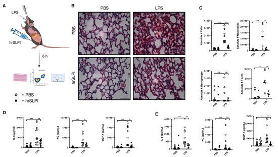 Secretory Leucoprotease Inhibitor (SLPI) Promotes Survival during Acute ...
