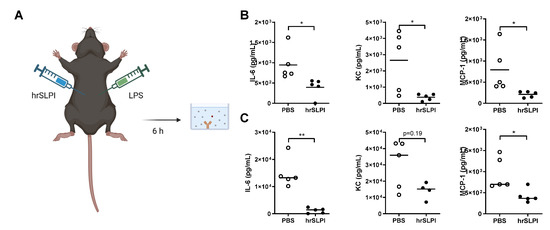Secretory Leucoprotease Inhibitor (SLPI) Promotes Survival during Acute ...