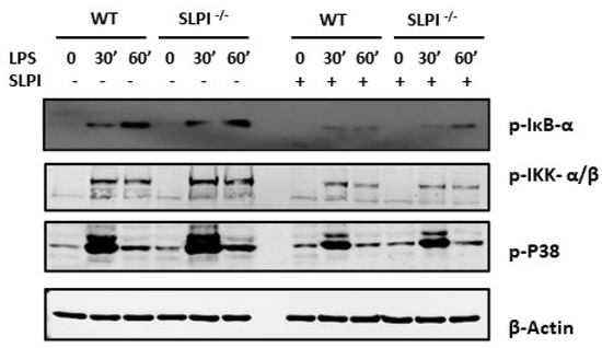 Secretory Leucoprotease Inhibitor (SLPI) Promotes Survival during Acute ...