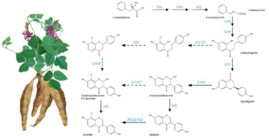 Chromosome-Level Genome Assembly and Multi-Omics Dataset Provide ...
