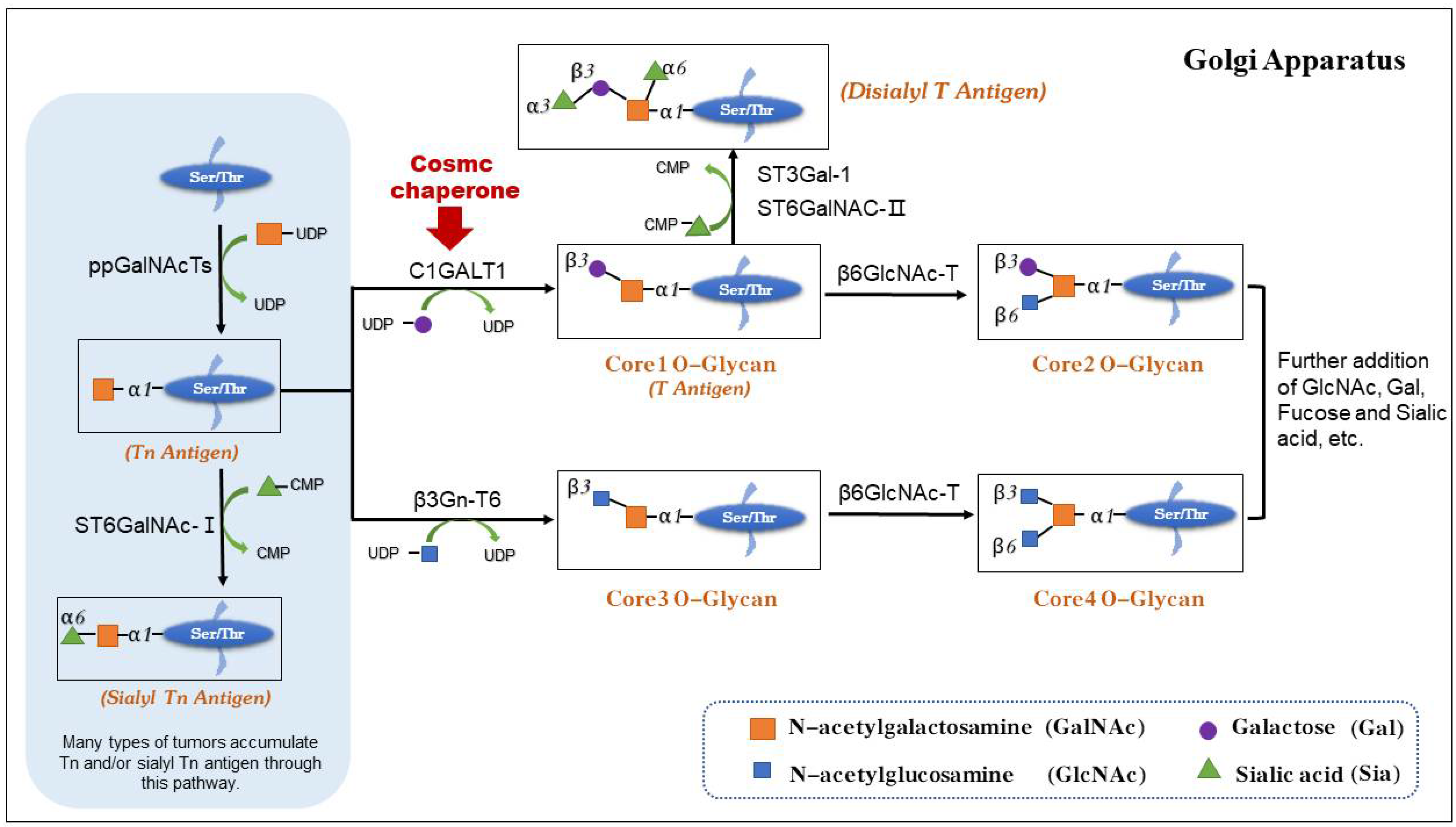 Emerging Roles of the Unique Molecular Chaperone Cosmc in the ...