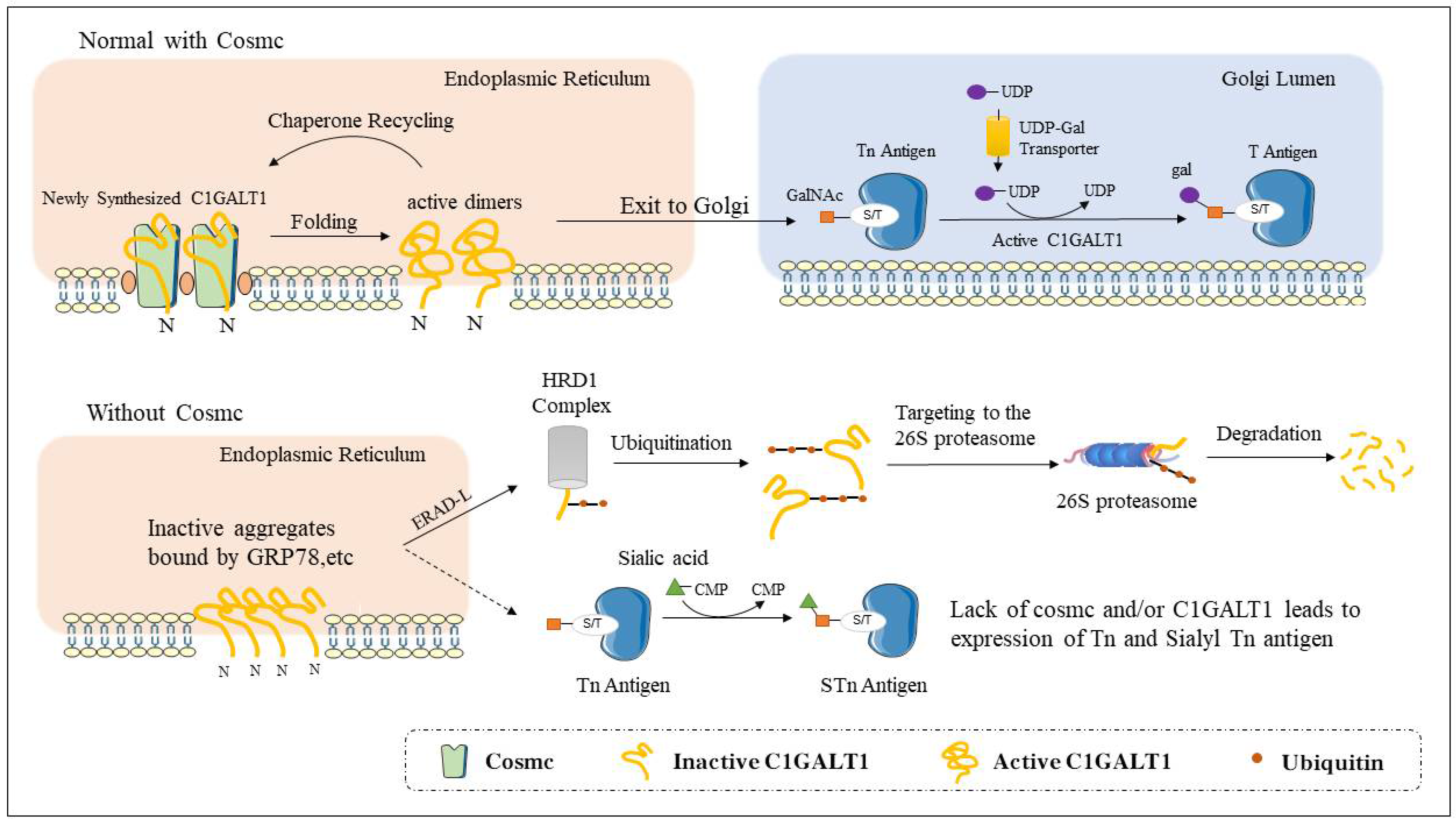 Emerging Roles of the Unique Molecular Chaperone Cosmc in the ...