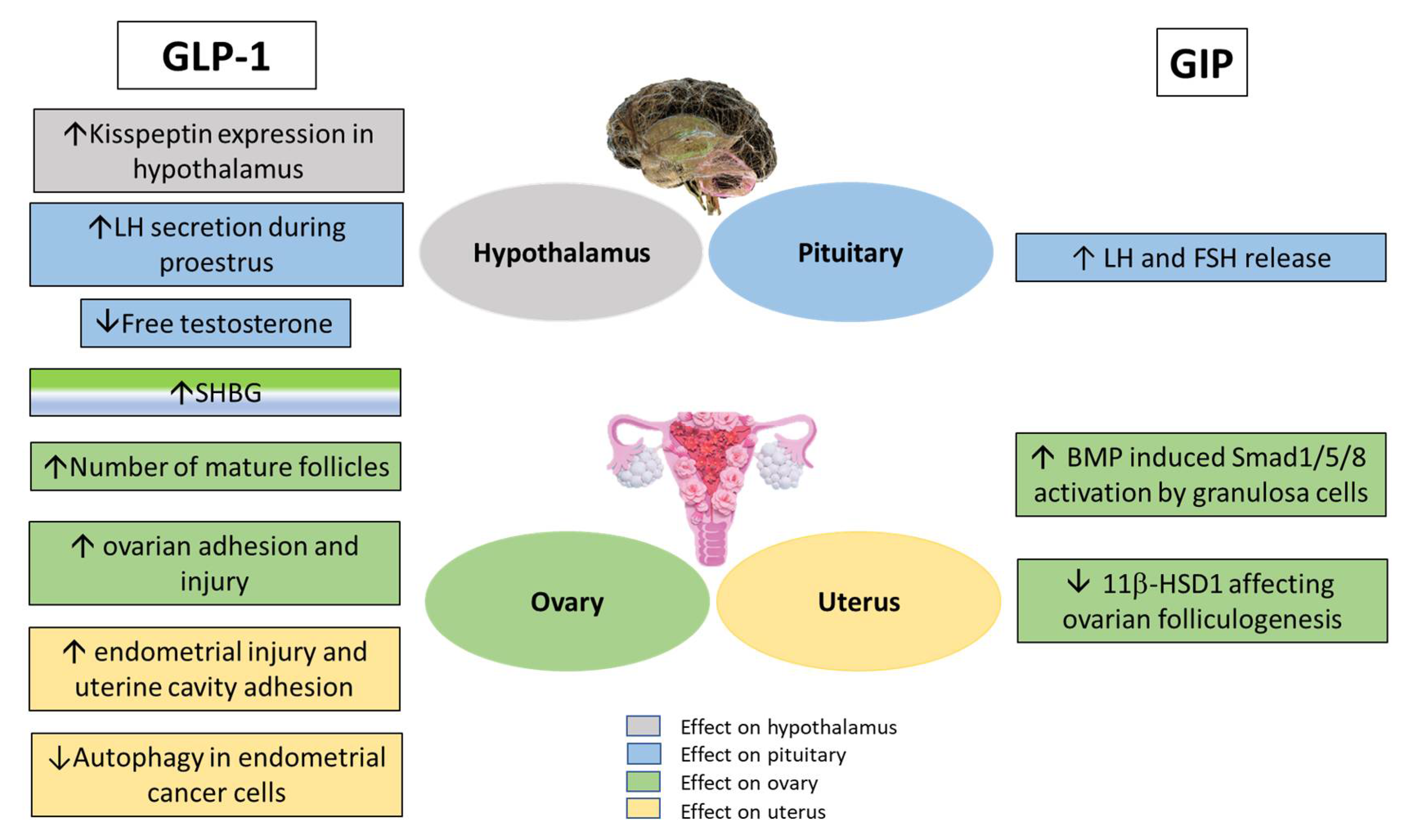 Evidence For Involvement Of Gip And Glp 1 Receptors And The Gut Gonadal