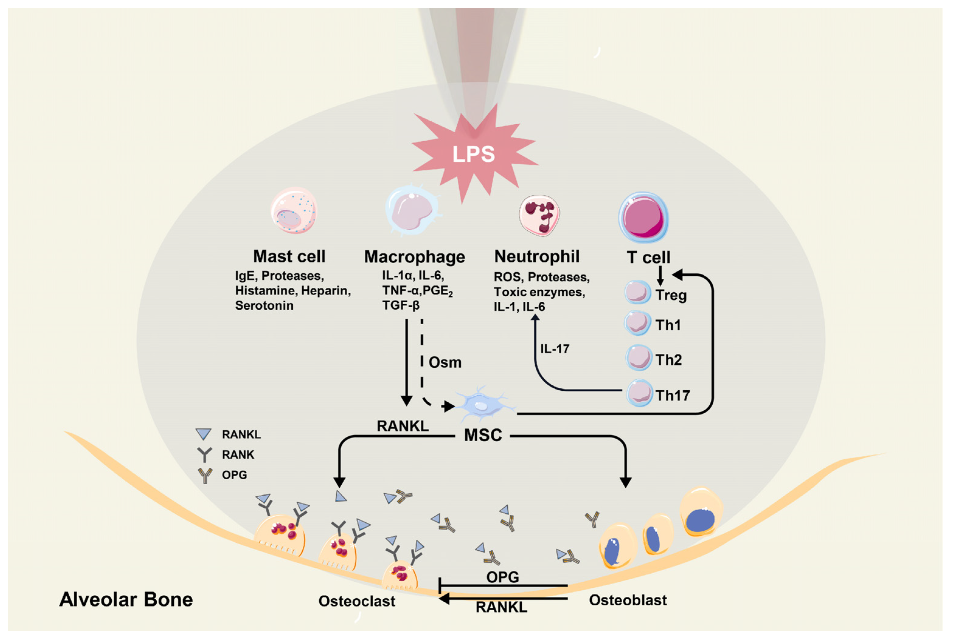 Biomolecules | Free Full-Text | Protective Actions in Apical ...