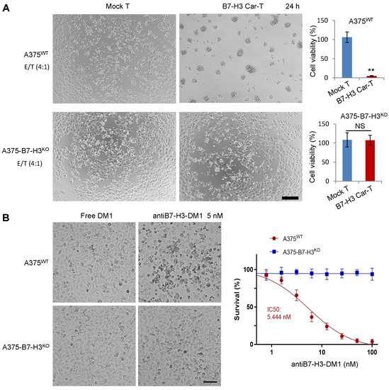 Evaluation of B7-H3 Targeted Immunotherapy in a 3D Organoid Model of ...