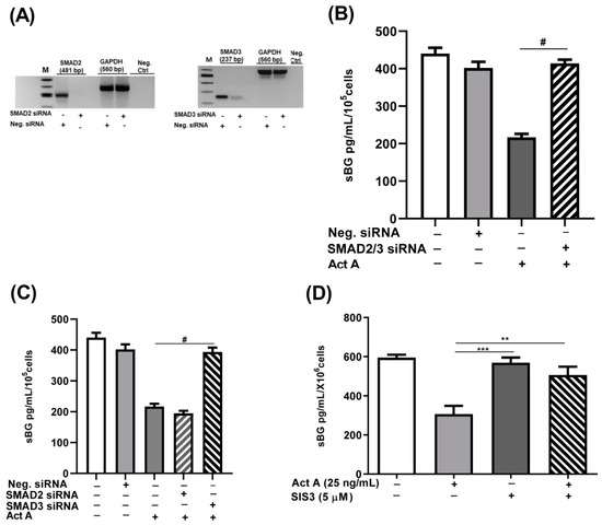 Activin A Modulates Betaglycan Shedding via the ALK4-SMAD3-Dependent ...