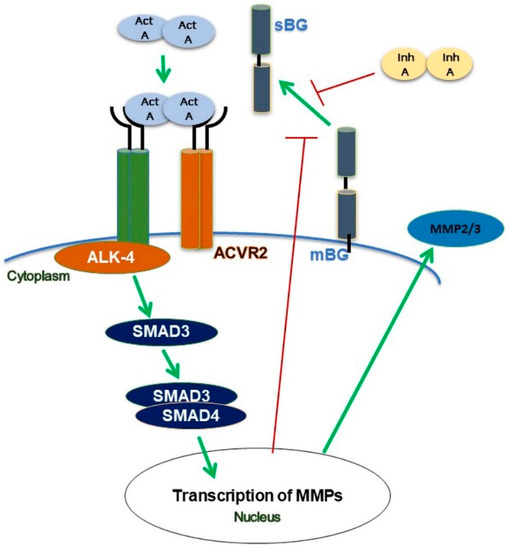 Activin A Modulates Betaglycan Shedding via the ALK4-SMAD3-Dependent ...