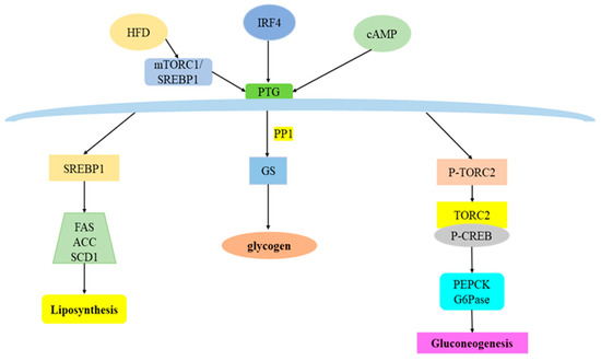 Protein Targeting to Glycogen (PTG): A Promising Player in Glucose and ...