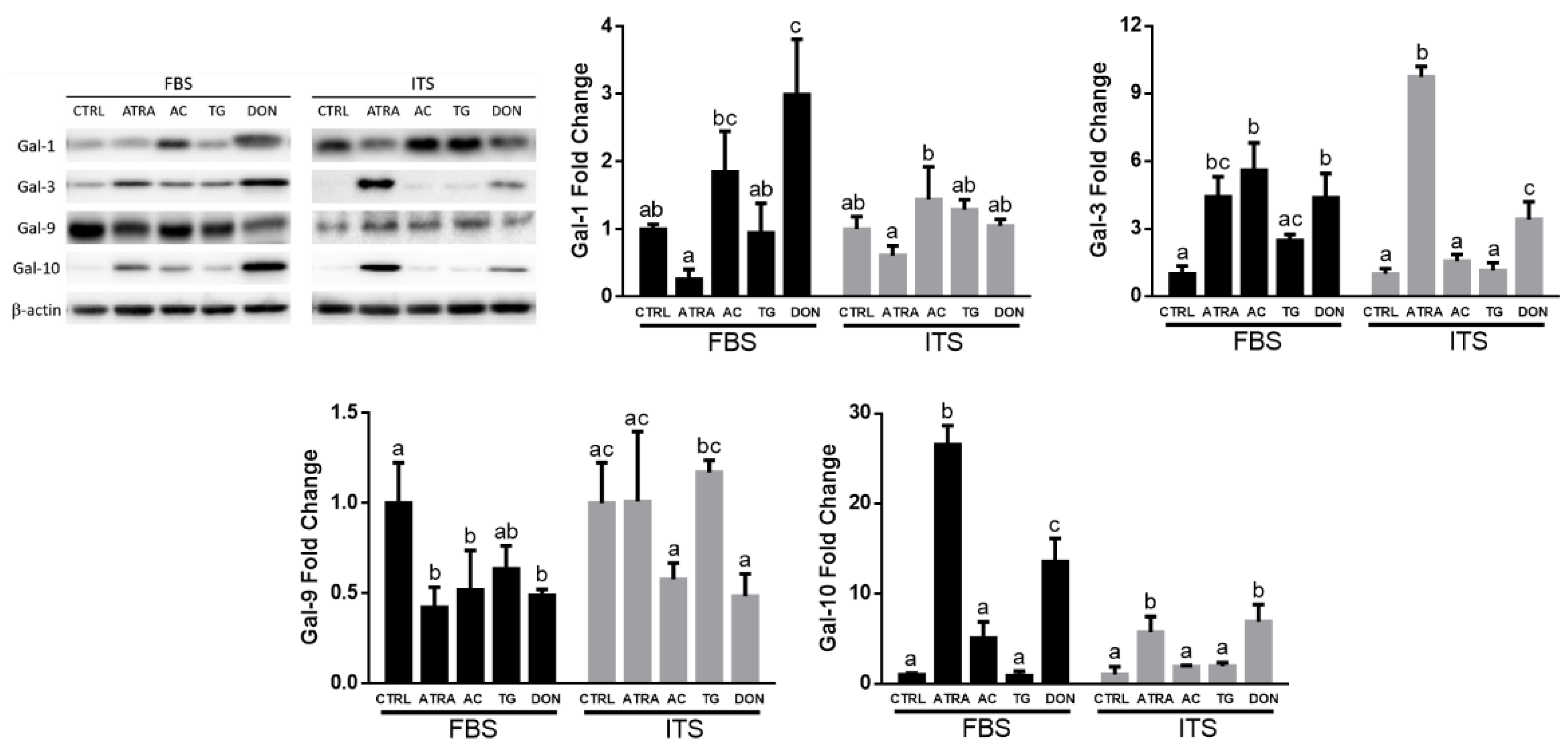 O-GlcNAc-Mediated Regulation of Galectin Expression and Secretion in ...