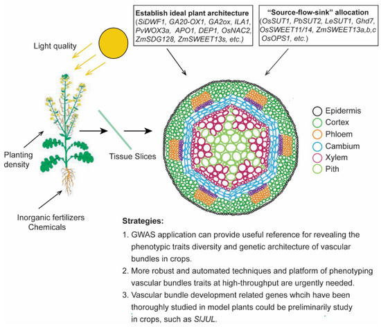 Biomolecular Strategies for Vascular Bundle Development to Improve Crop ...