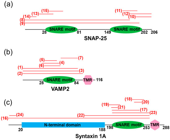 SNARE Modulators and SNARE Mimetic Peptides SNARE Modulators and SNARE Mimetic Peptides