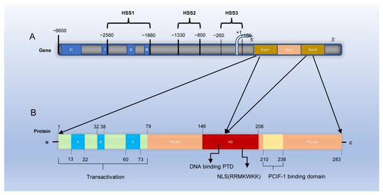 PDX-1: A Promising Therapeutic Target to Reverse Diabetes