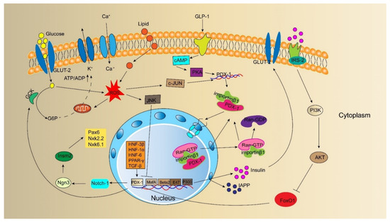 PDX-1: A Promising Therapeutic Target to Reverse Diabetes