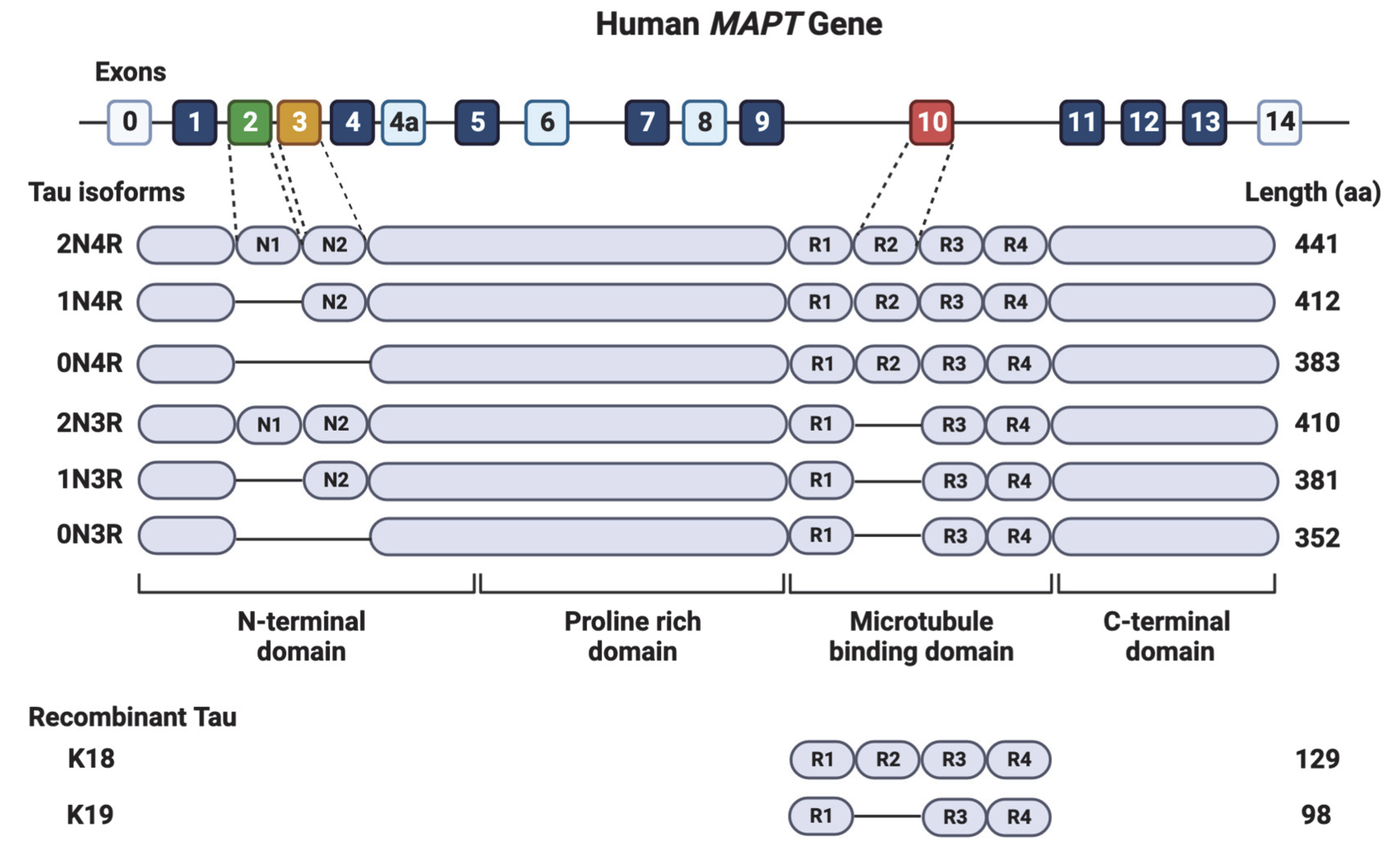 Biomolecules | Free Full-Text | Heparan Sulfate Proteoglycans in Tauopathy