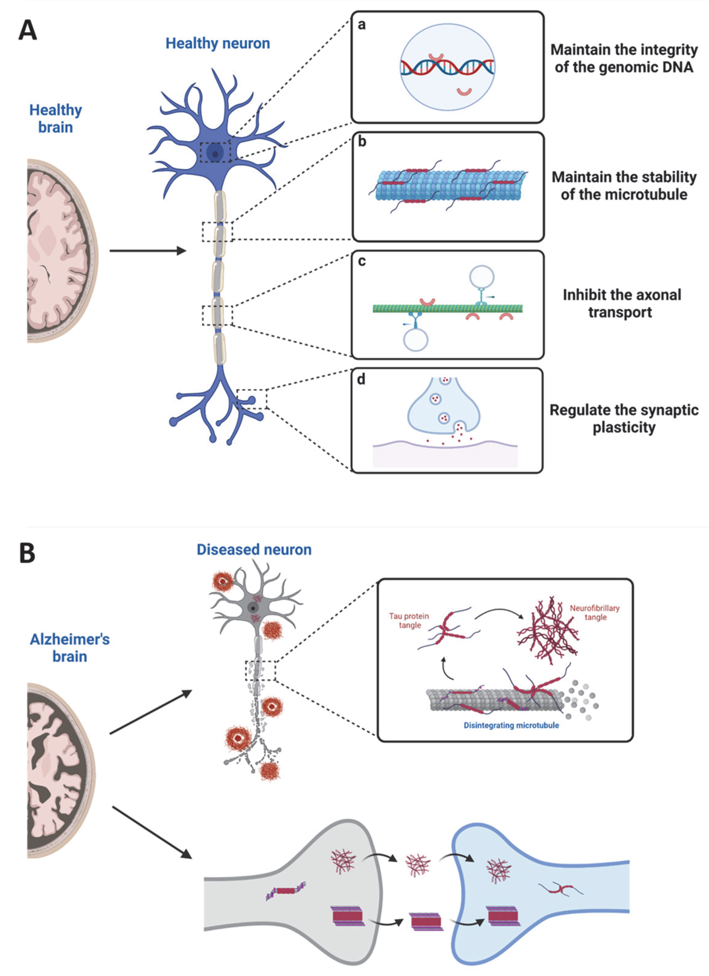 Biomolecules | Free Full-Text | Heparan Sulfate Proteoglycans in Tauopathy