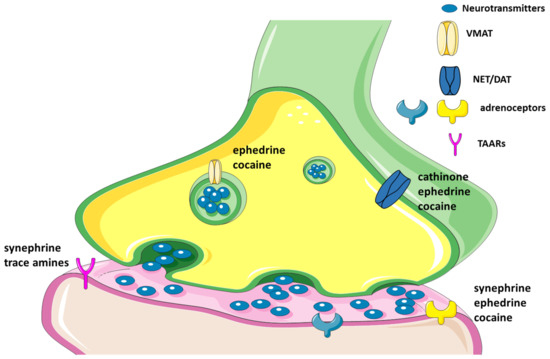 Natural Sympathomimetic Drugs: From Pharmacology to Toxicology