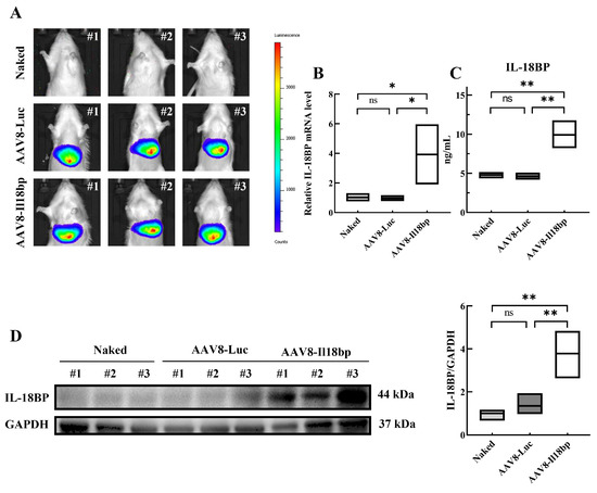 IL-18BP Improves Early Graft Function and Survival in Lewis–Brown Norway Rat Orthotopic Liver ...