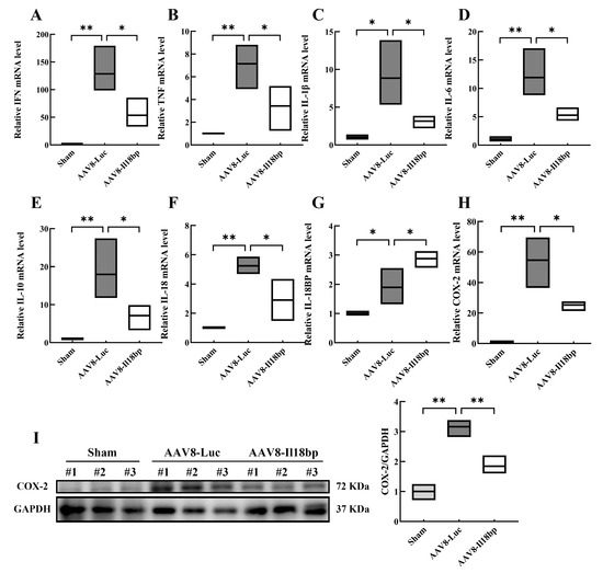 IL-18BP Improves Early Graft Function and Survival in Lewis–Brown Norway Rat Orthotopic Liver ...