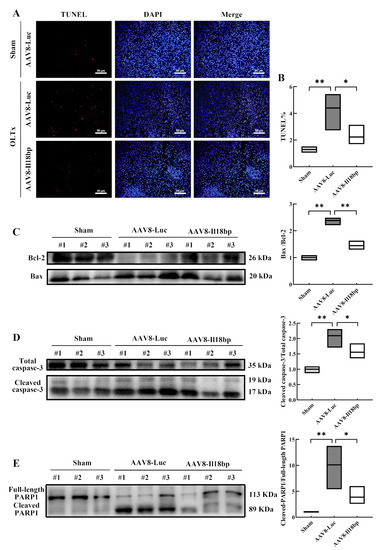 IL-18BP Improves Early Graft Function and Survival in Lewis–Brown Norway Rat Orthotopic Liver ...