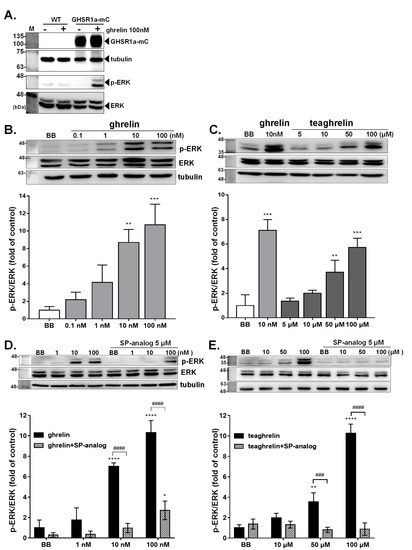 Establishment of a Cell Line Stably Expressing the Growth Hormone ...