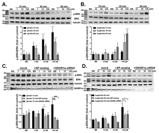 Establishment of a Cell Line Stably Expressing the Growth Hormone ...