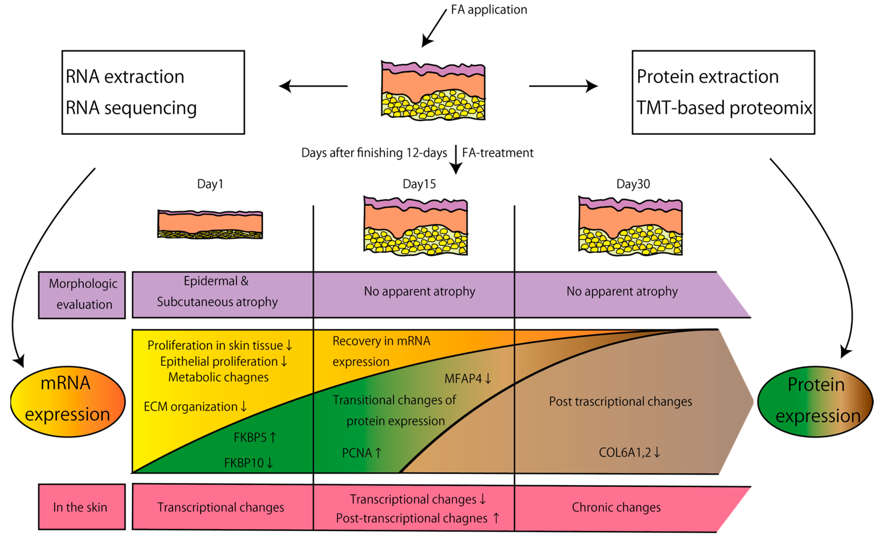 Characterization of Transcriptomic and Proteomic Changes in the Skin ...
