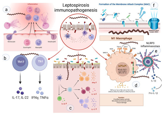 Weil’s Disease—Immunopathogenesis, Multiple Organ Failure, and ...