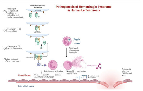 Weil’s Disease—Immunopathogenesis, Multiple Organ Failure, and ...