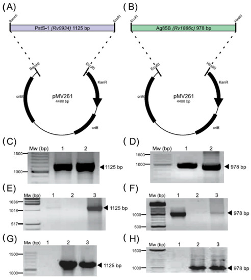 Proteome Profile Changes Induced by Heterologous Overexpression of ...
