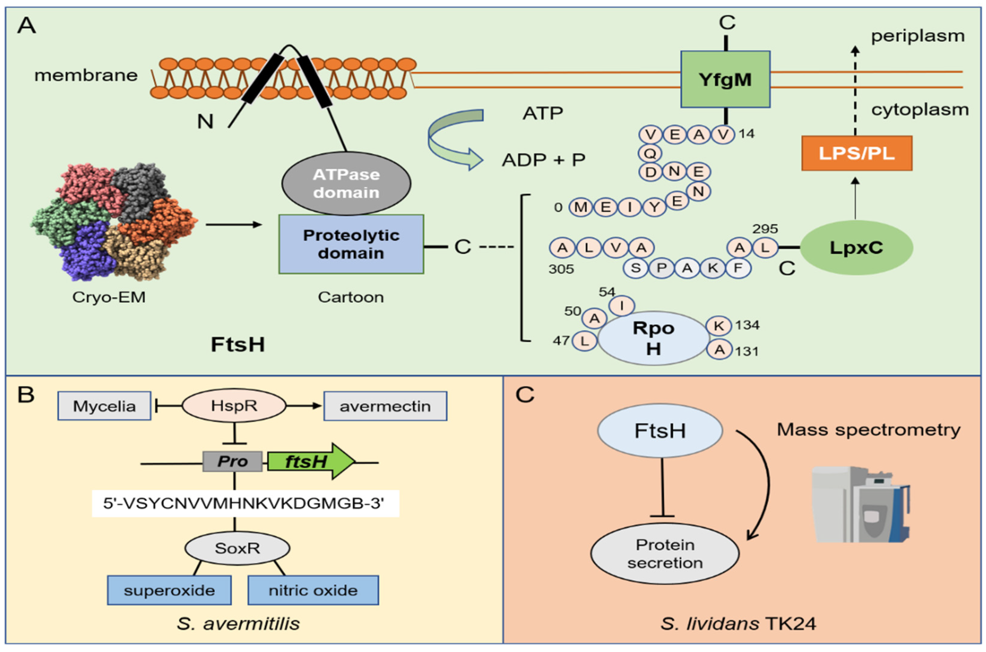 Degradation Mechanism of AAA+ Proteases and Regulation of Streptomyces Metabolism