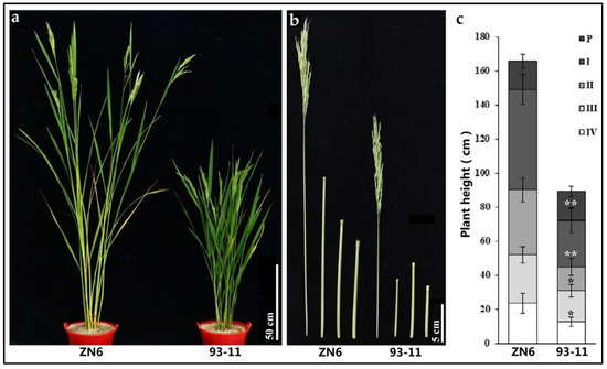 Detection of QTLs Regulating Six Agronomic Traits of Rice Based on ...