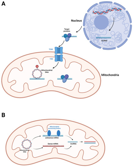 Mitochondrial Non-Coding RNAs Are Potential Mediators of Mitochondrial Homeostasis