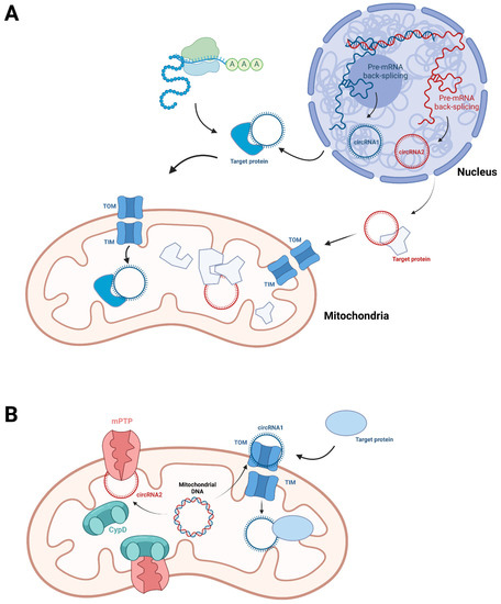 Mitochondrial Non-Coding RNAs Are Potential Mediators of Mitochondrial Homeostasis