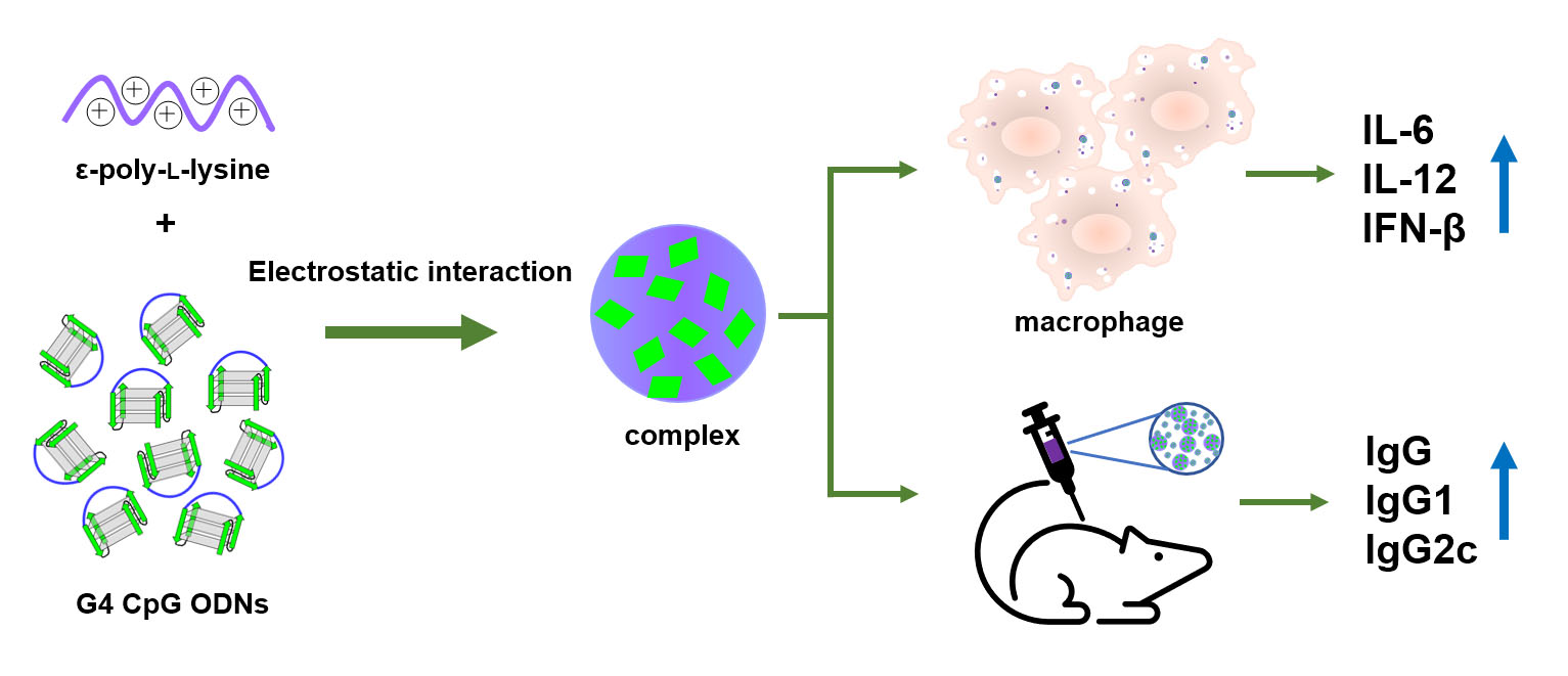 Biomolecules | Free Full-Text | Non-Modified CpG Oligodeoxynucleotide Forming Guanine-Quadruplex ...