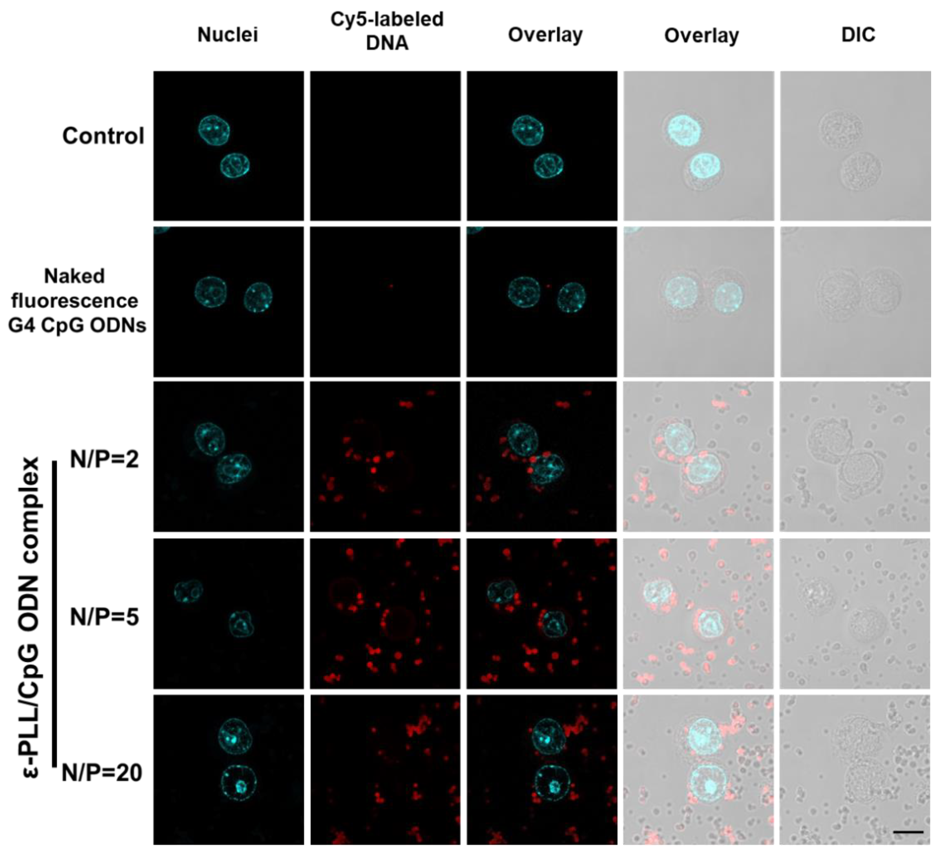 Biomolecules | Free Full-Text | Non-Modified CpG Oligodeoxynucleotide Forming Guanine-Quadruplex ...