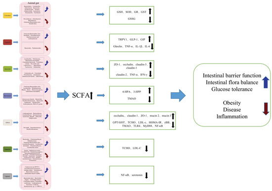 Biomolecules | Free Full-Text | Plant-Derived Bioactive Compounds and Potential Health Benefits ...