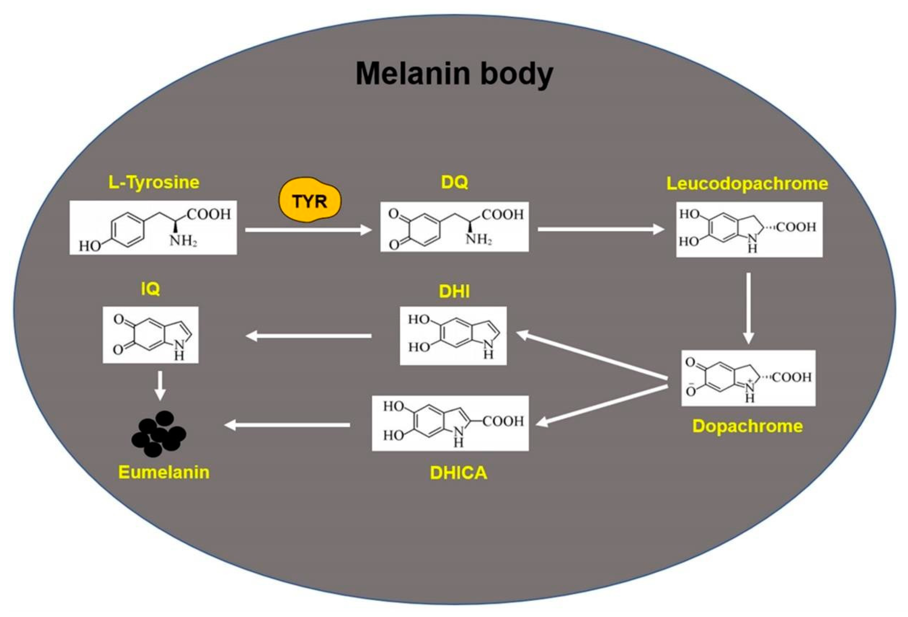 Melanogenesis and the Targeted Therapy of Melanoma