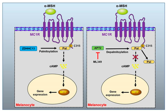 Melanogenesis and the Targeted Therapy of Melanoma