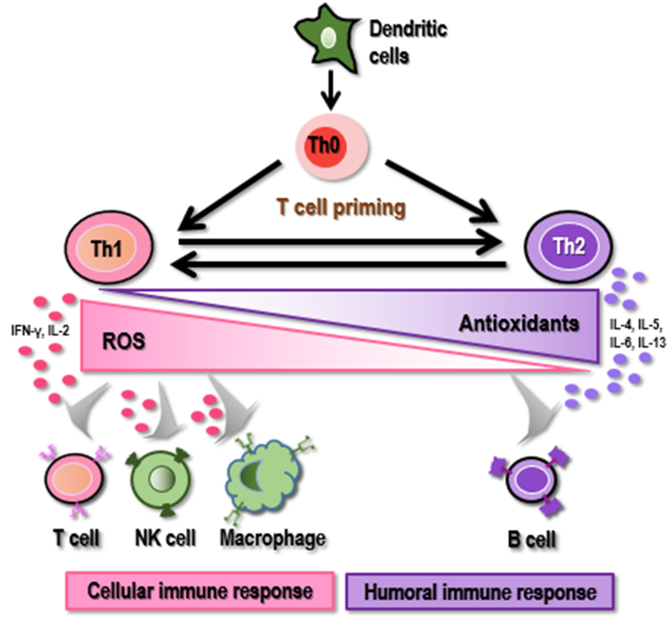 Receptor-Mediated Redox Imbalance: An Emerging Clinical Avenue against ...
