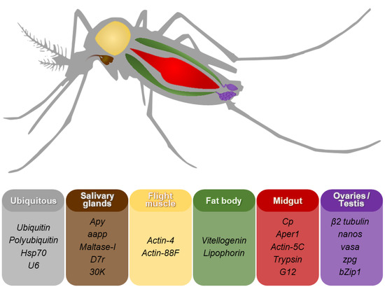 Use of Insect Promoters in Genetic Engineering to Control Mosquito-Borne Diseases