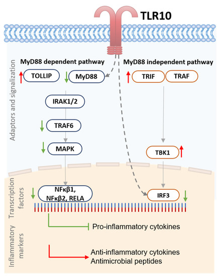 Biomolecules | Free Full-Text | Differential Gene Expression Induced by Different TLR Agonists ...