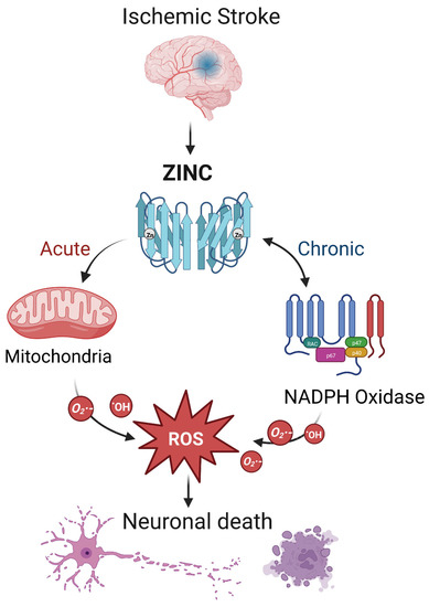 The Important Role of Zinc in Neurological Diseases