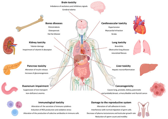Biological Effects of Human Exposure to Environmental Cadmium