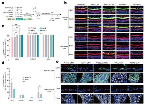 Approaches and Vectors for Efficient Cochlear Gene Transfer in Adult ...