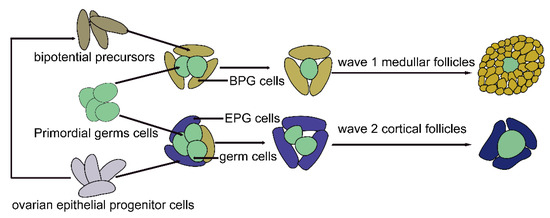 Application of Single-Cell RNA Sequencing in Ovarian Development