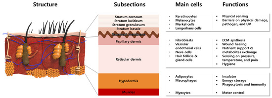 Advances and Innovations of 3D Bioprinting Skin