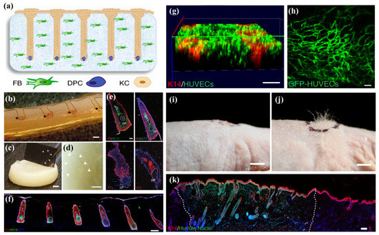 Advances and Innovations of 3D Bioprinting Skin